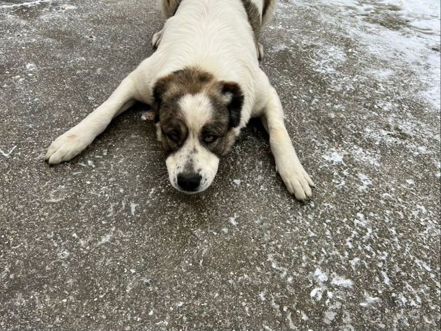 Собака в добрые руки отдам бесплатно