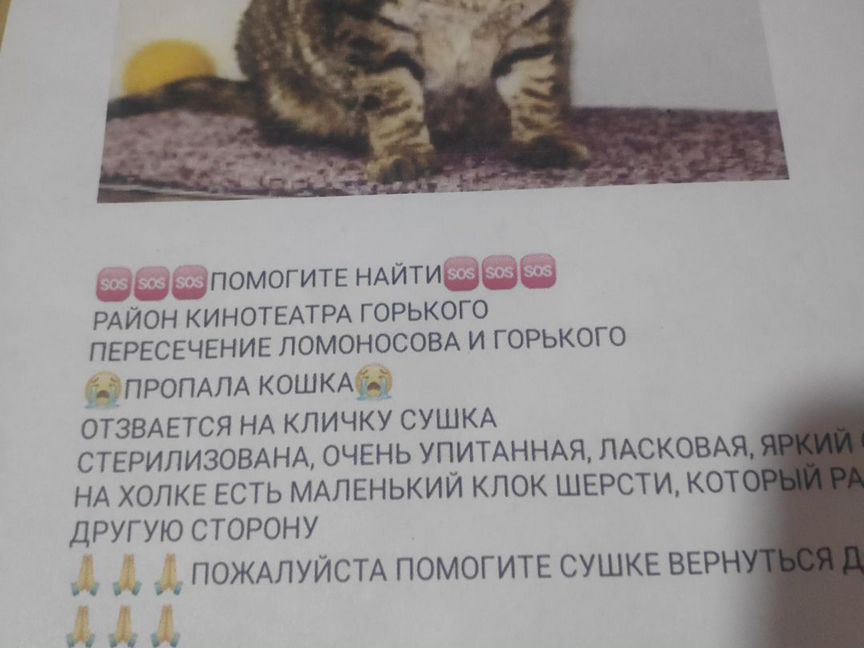 Потерялась кошка