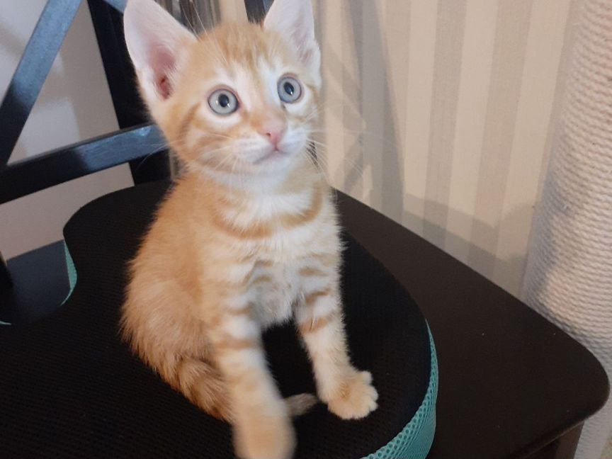 Котёнок мальчик 2 мес