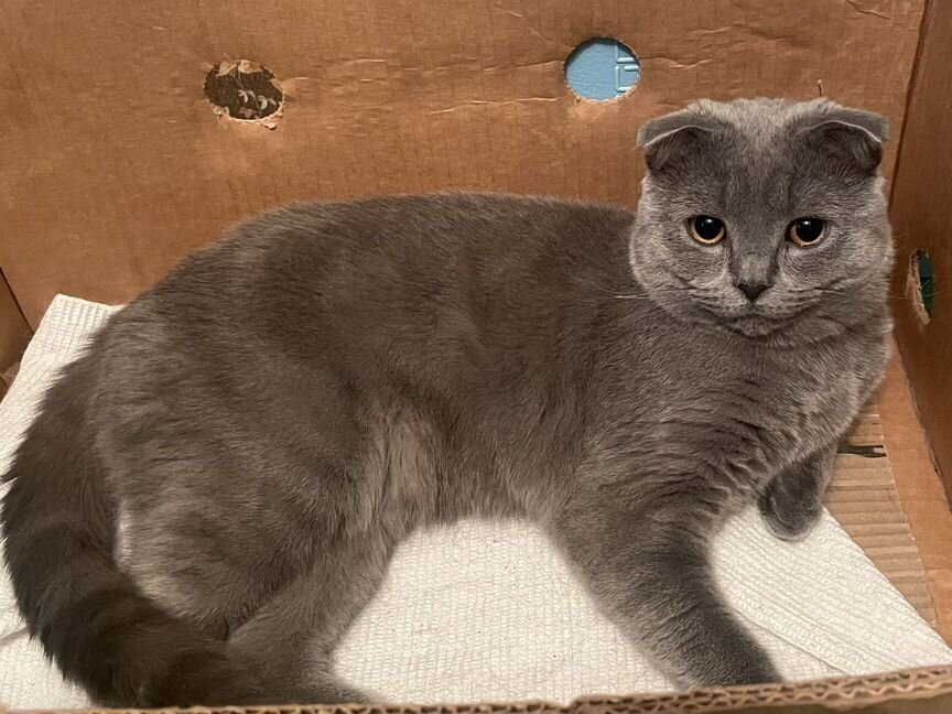 Британский вислоухий кот
