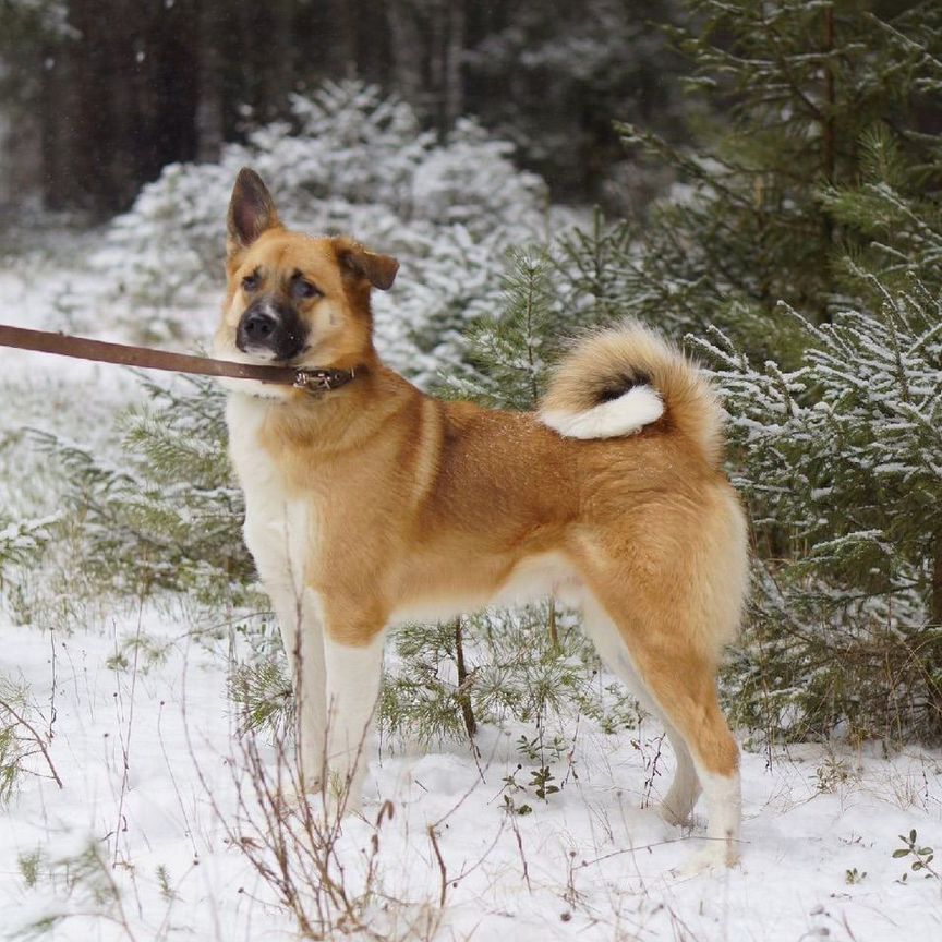 Тот ещё крендель