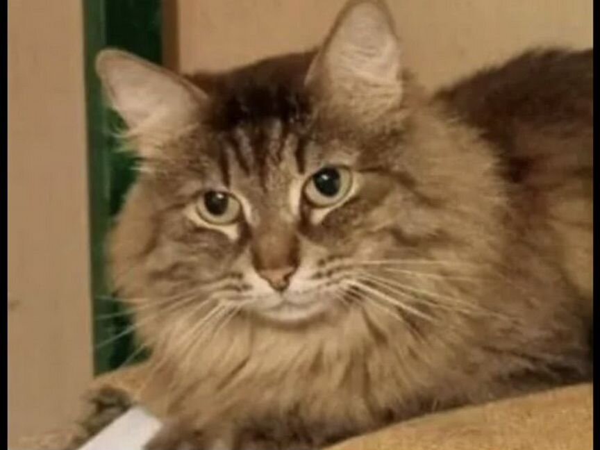 Кошка в дар