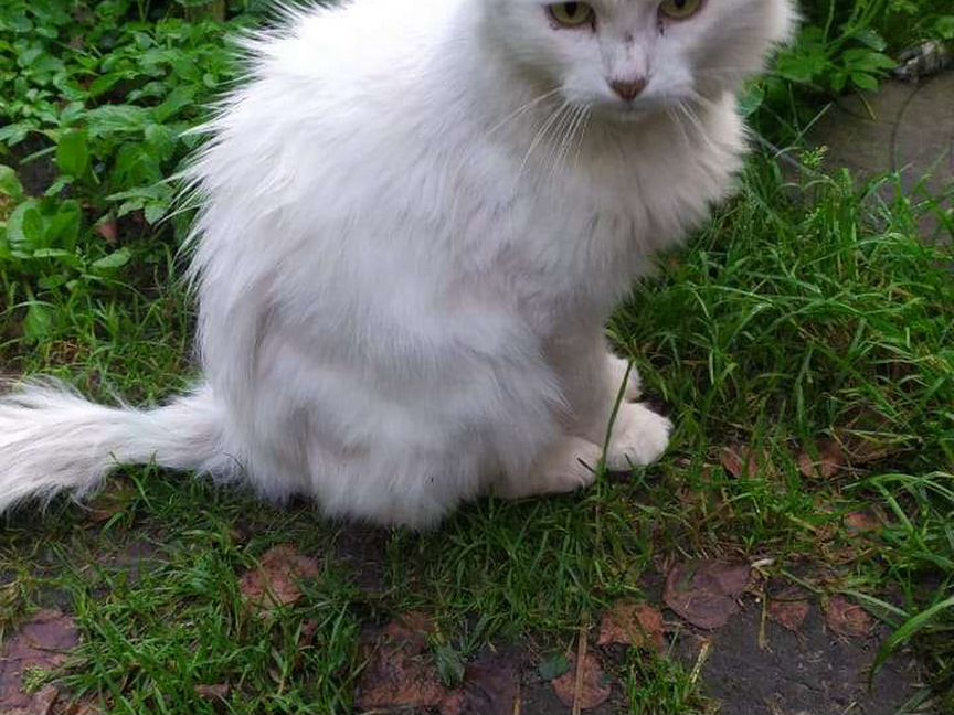 Молодой кот