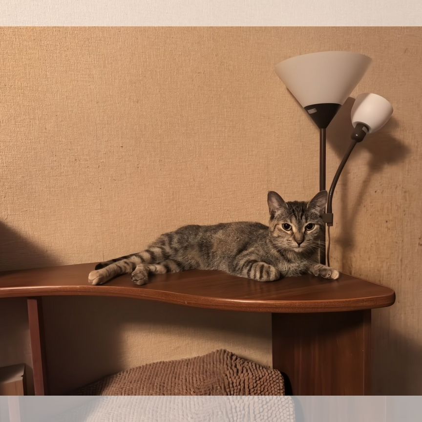 Взрослая, кошка в добрые руки