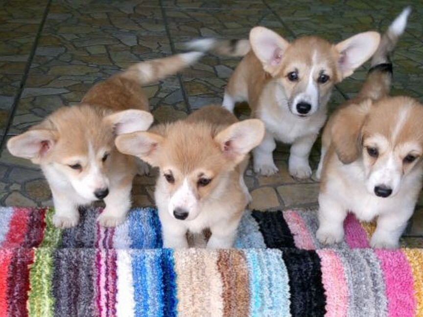 Лисички-сестрички Корги Пемброк