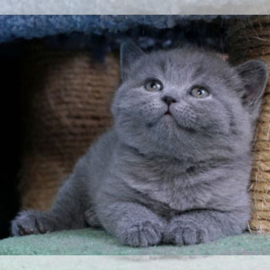 Британские котята