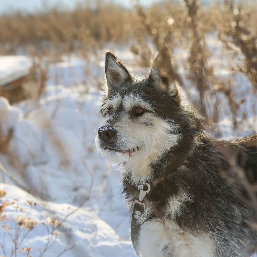 Собака в добрые руки - Шура