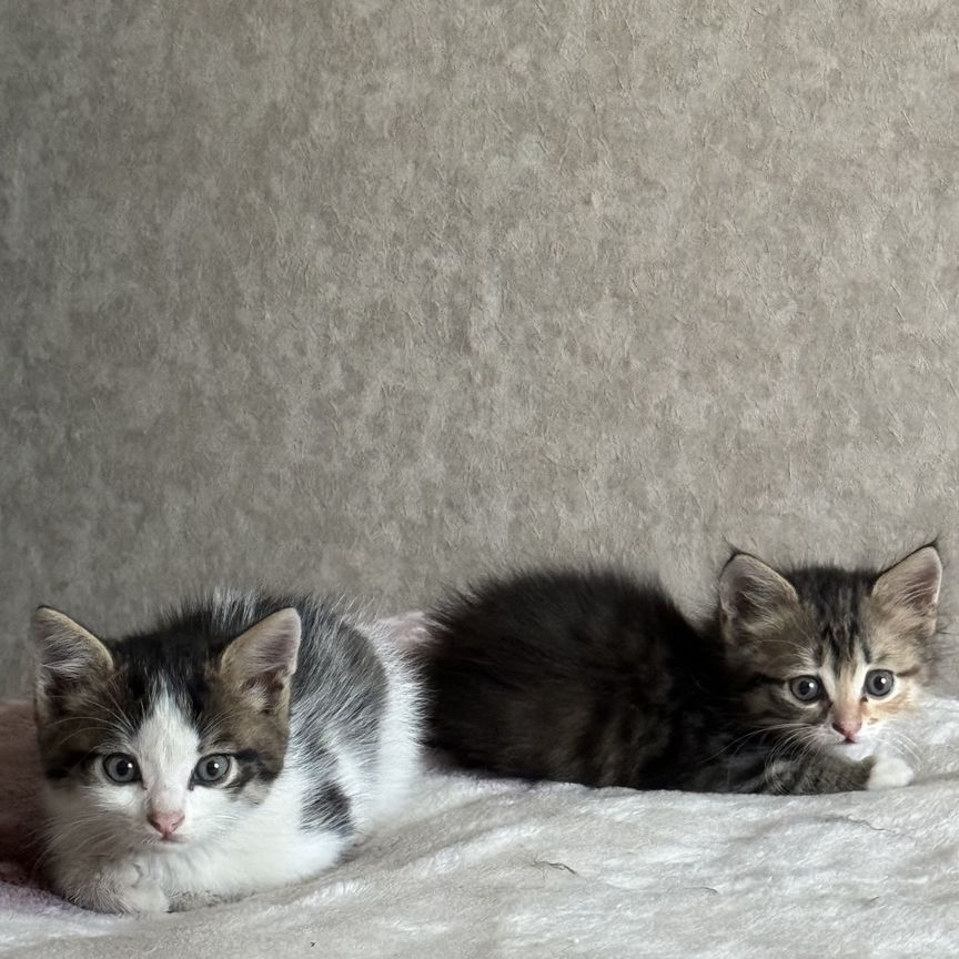 Отдам котят в добрые руки