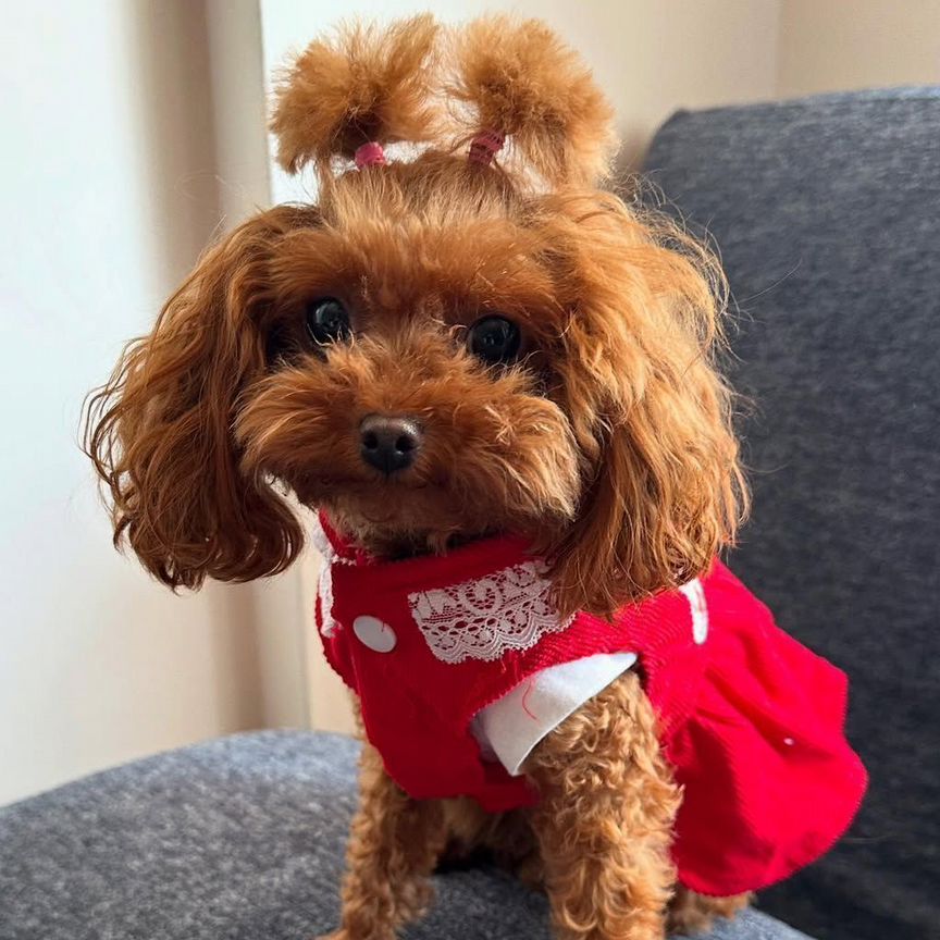 Той-пудель, щенок