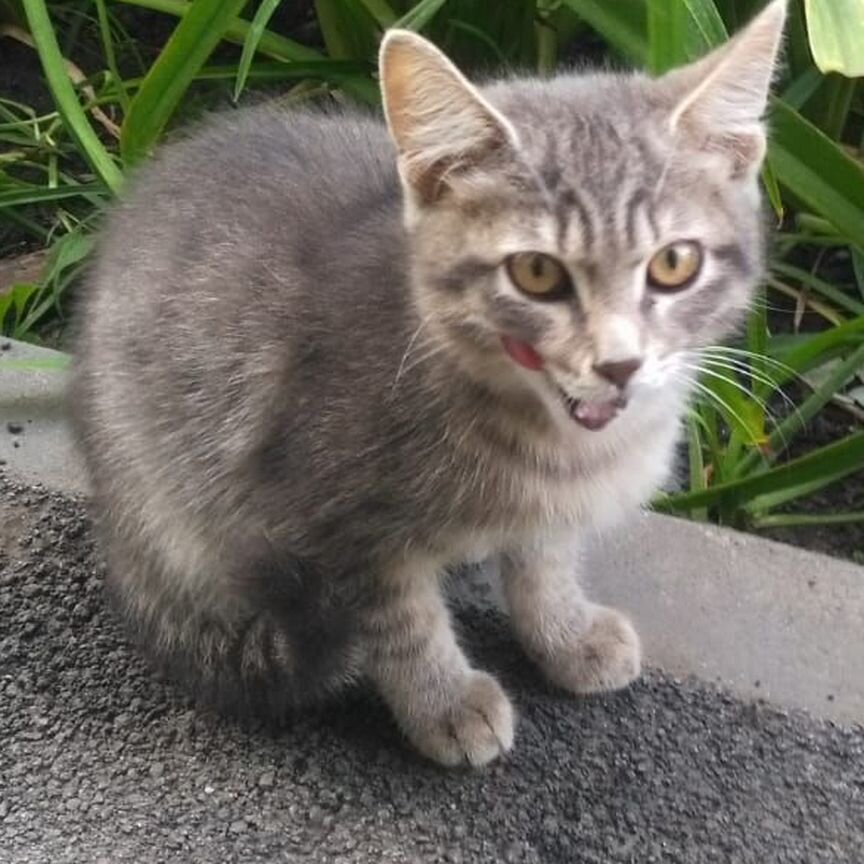 Великолепные котята
