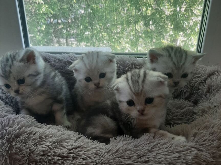 Шотландские вислоухие котята