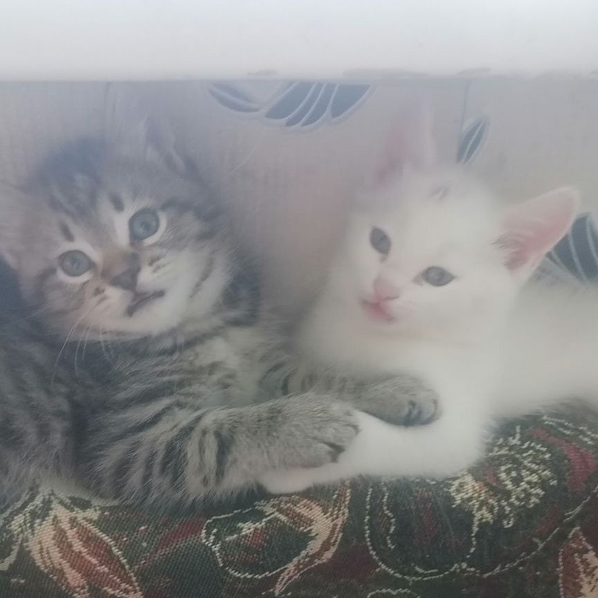 Карельский бобтейл котёнок