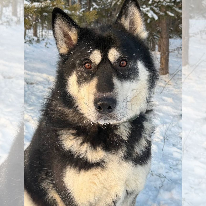 Аляскинский маламут, взрослая собака
