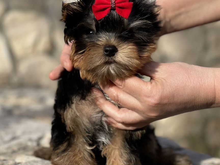 Йоркширский терьер мальчики