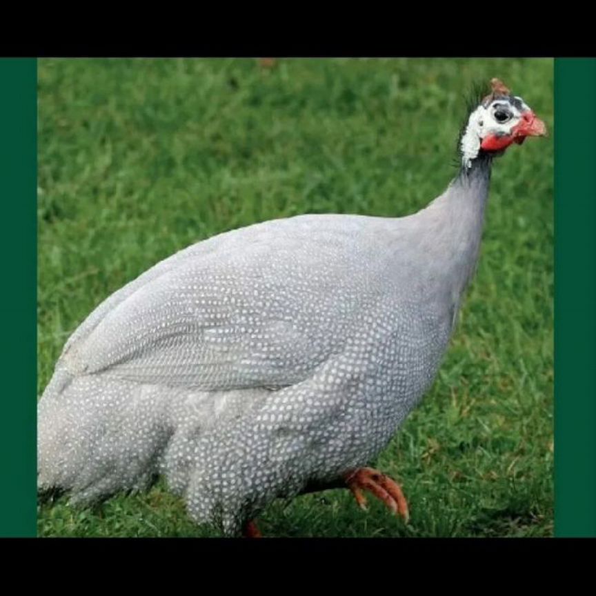 Продам цесарок