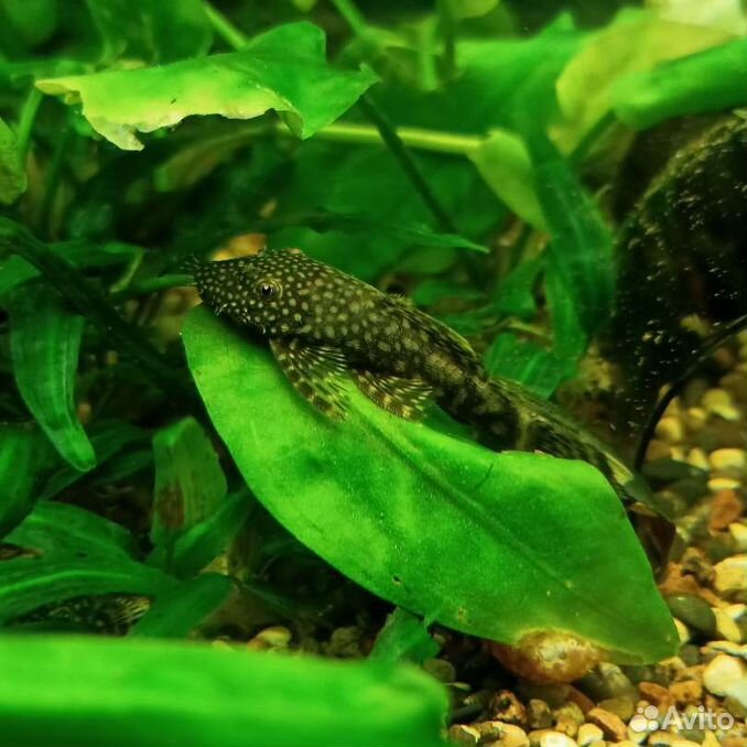 Анциструс сомики подростки молодь