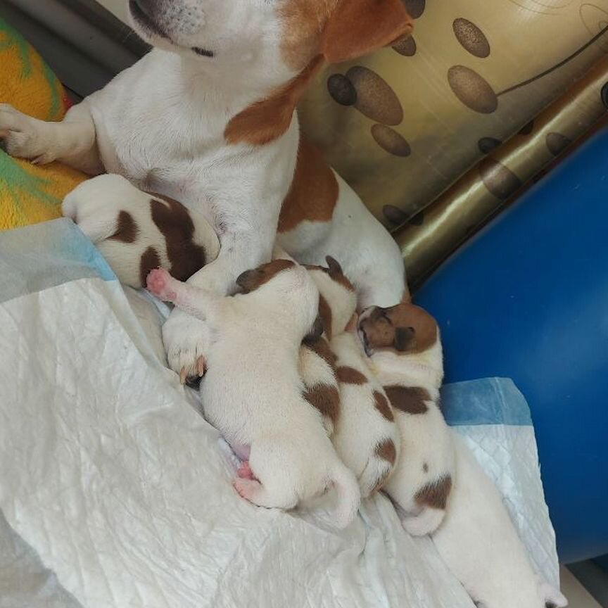 Джек Рассел Терьер с Документами