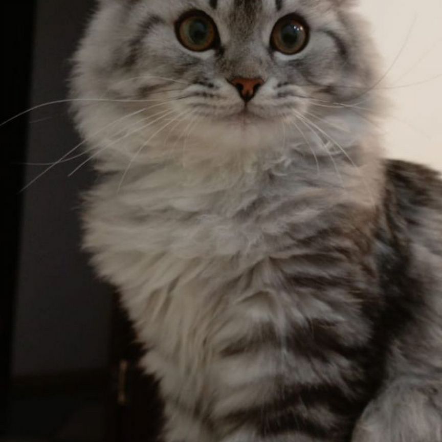 Кот кошка