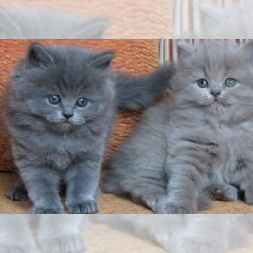 Шотландские котята