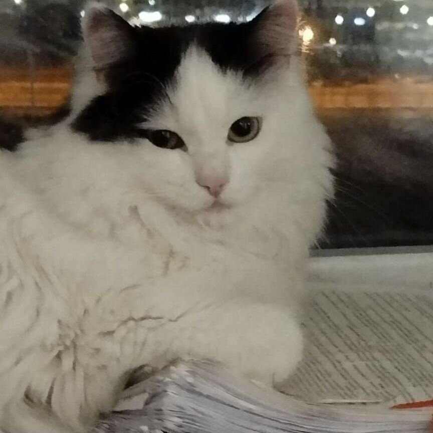 Отдам кота в добрые руки бесплатно