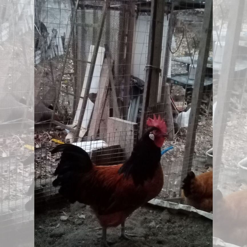 Куры петухи