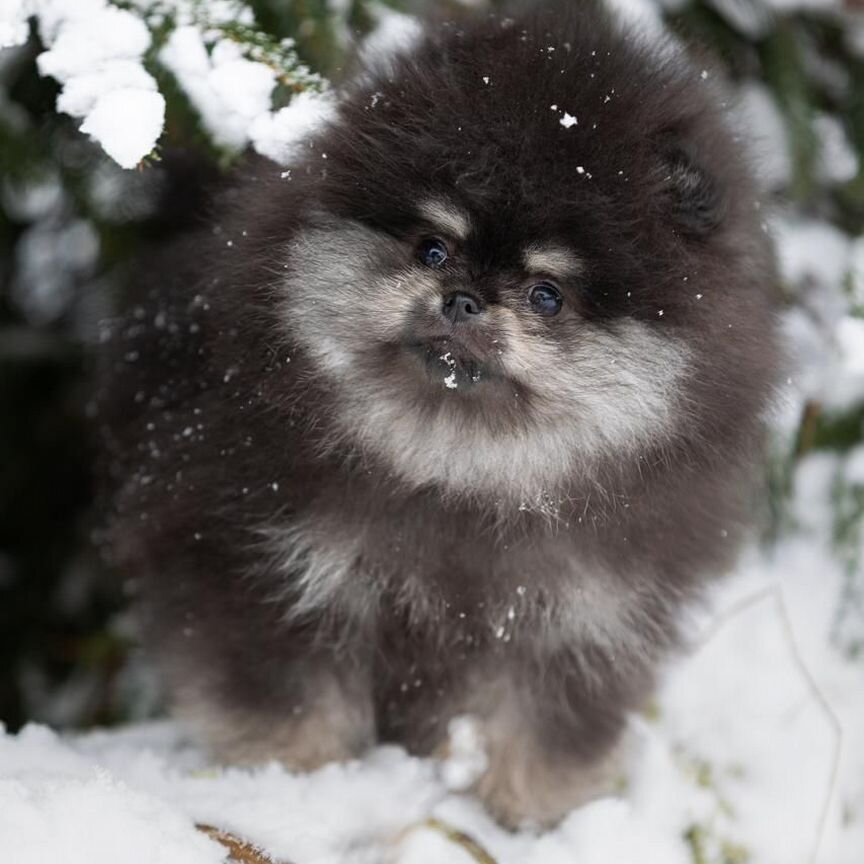 Померанский шпиц медвежьего типа