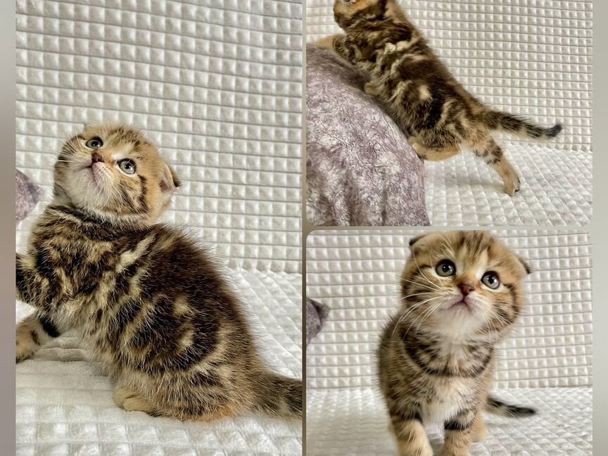 Шотландские вислоухие котята