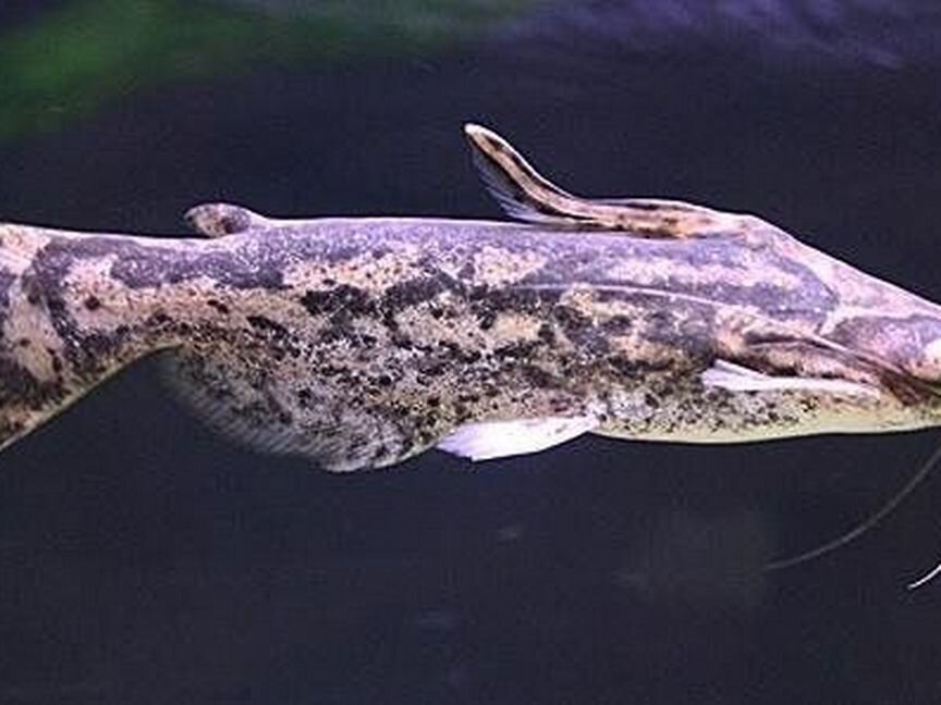 Сом фишер (акулий)