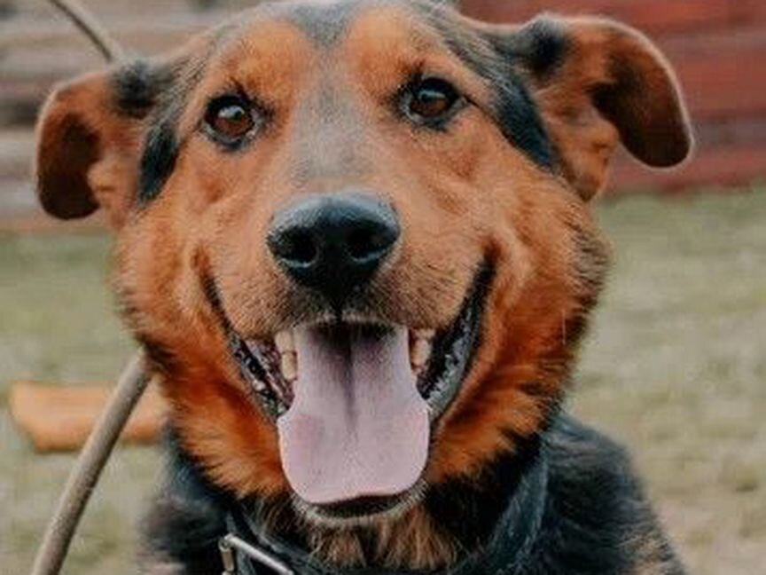 Пёс-компаньон Марс после спасения ищет дом