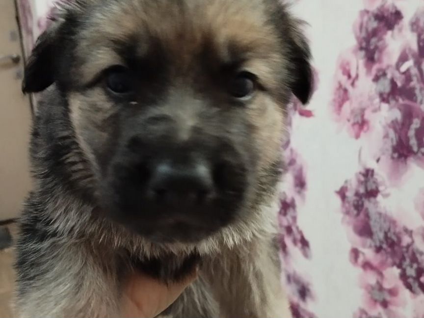 Щенки немецкой овчарки бесплатно