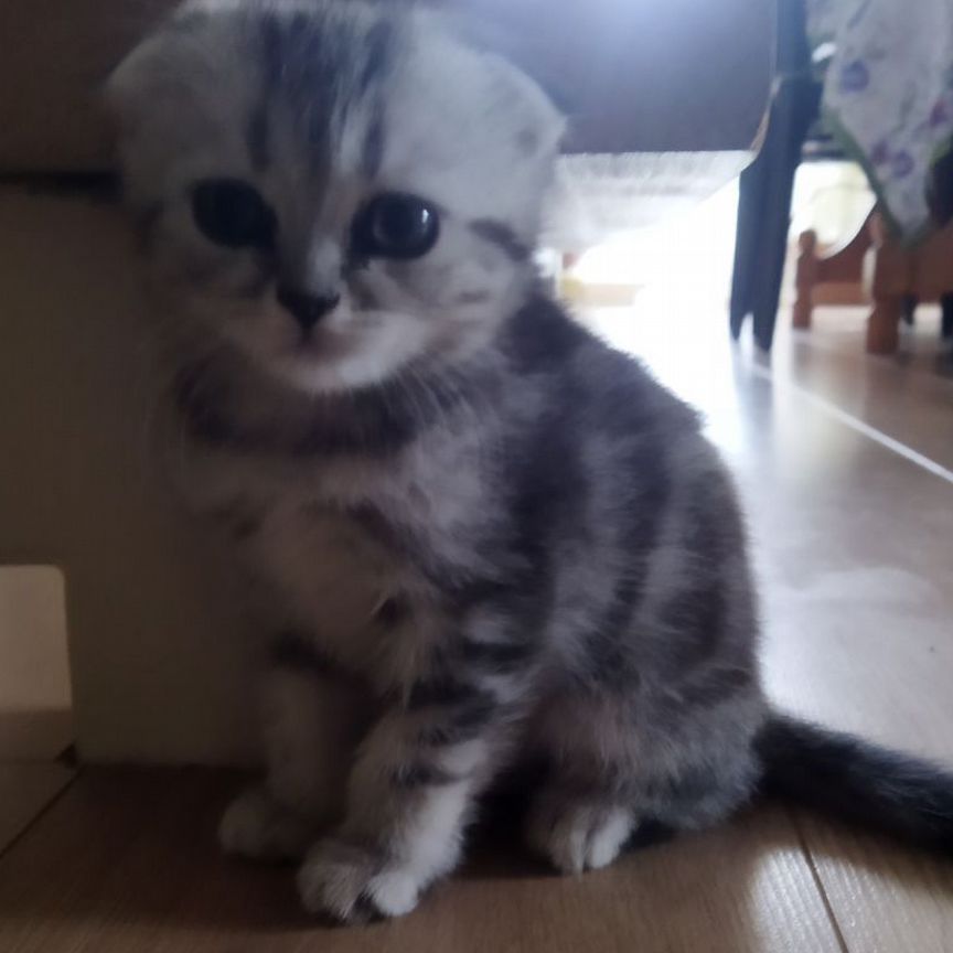 Шотландские вислоухие котята