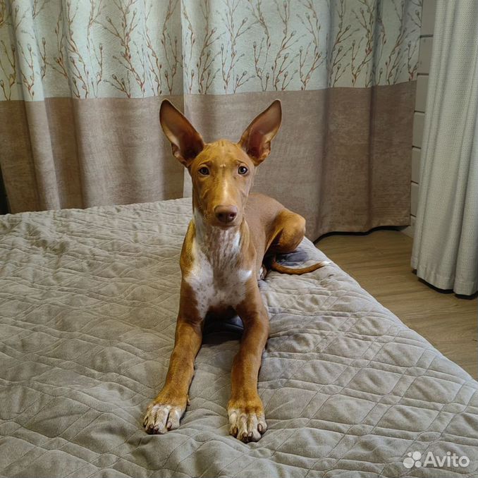 Щенок редкой породы