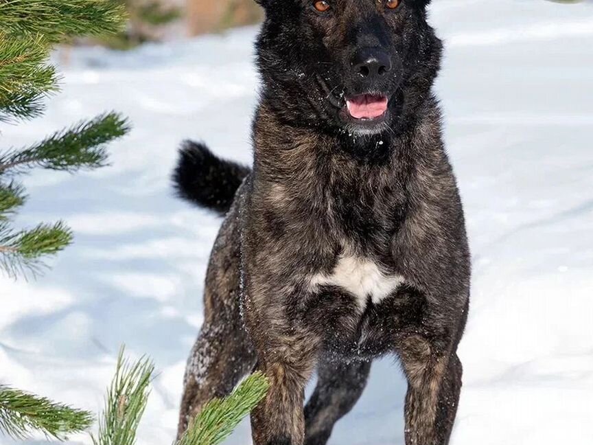 Собака в добрые руки