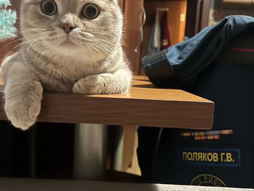 Шотландский кот вязка