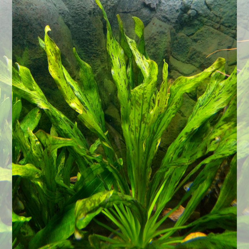 Аквариумные растения Эхинодорусы Людвигии