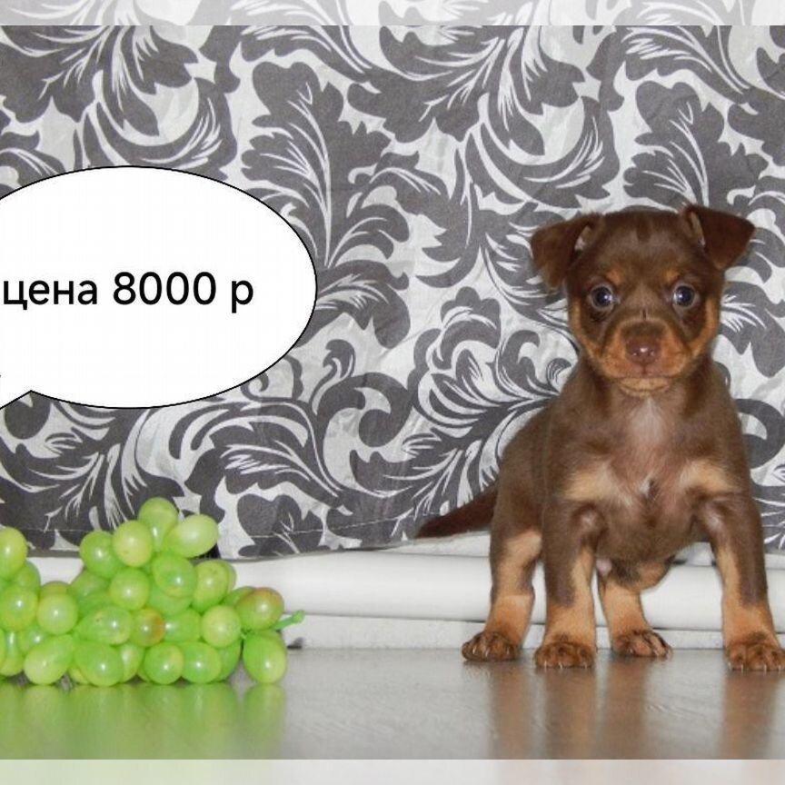 Щенок в добрые руки