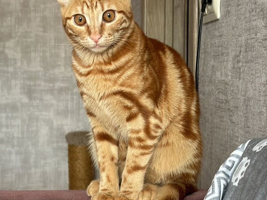 Потерялась кошечка, 7 месяцев