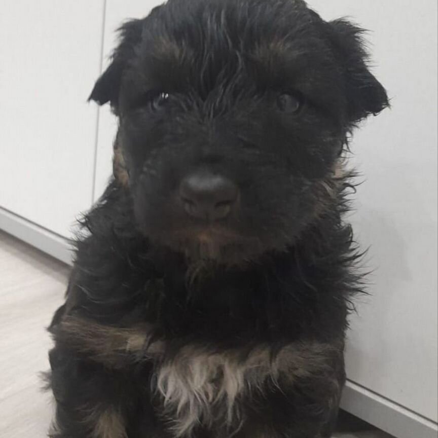 Отдам щенков в добрые руки