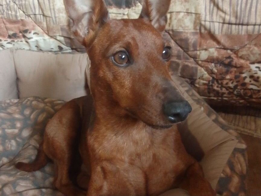 Вязка цвергпинчер