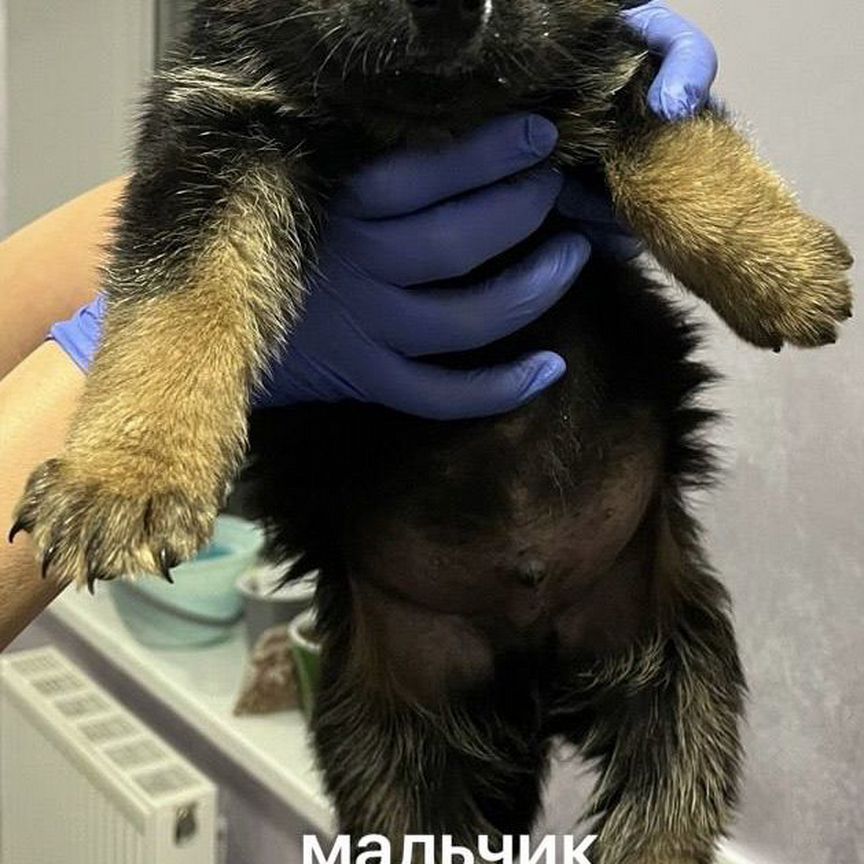 Щенки от овчаристой мамы