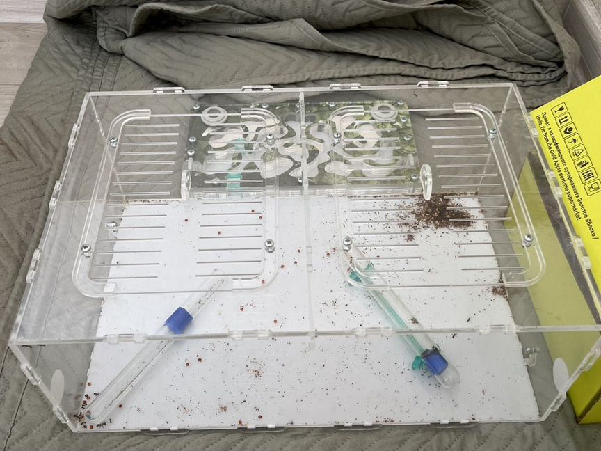 Муравьиная ферма / Формикарий