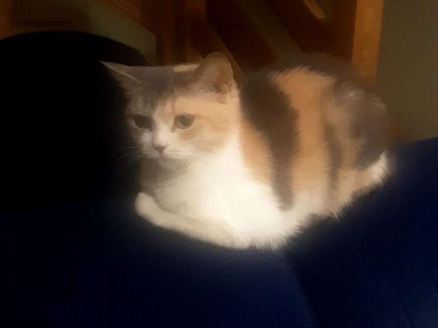 Кошки бесплатно