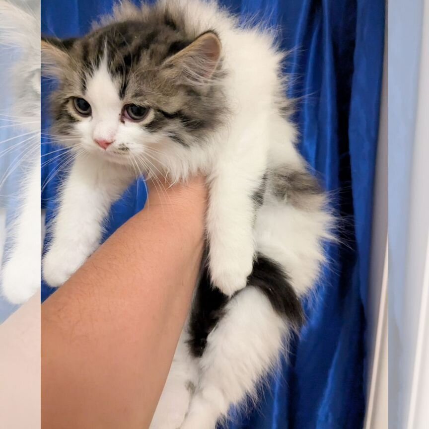 Котята