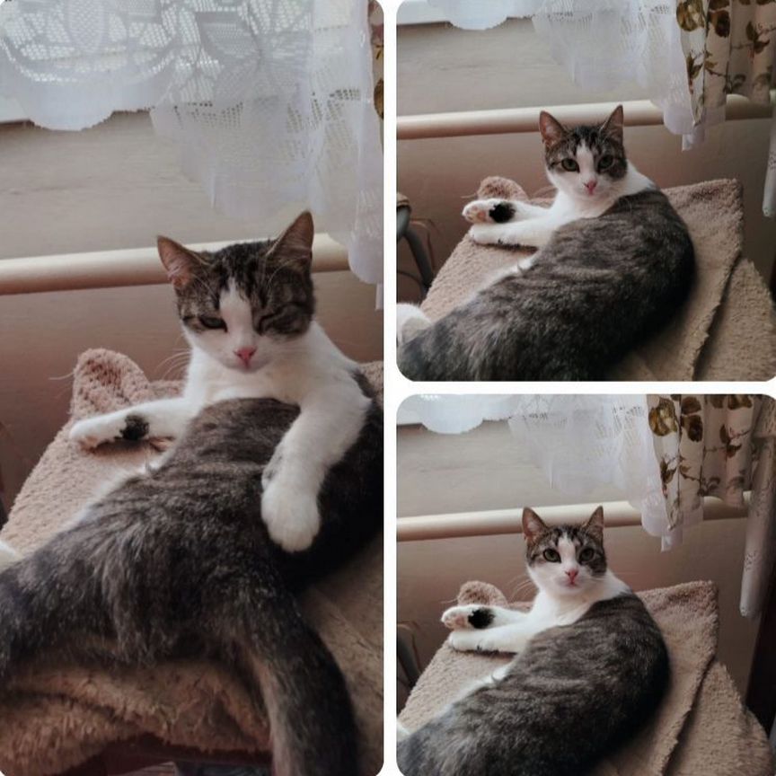 Котенок в добрые руки