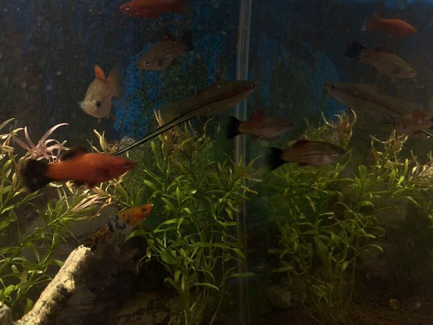 Аквариумные рыбки