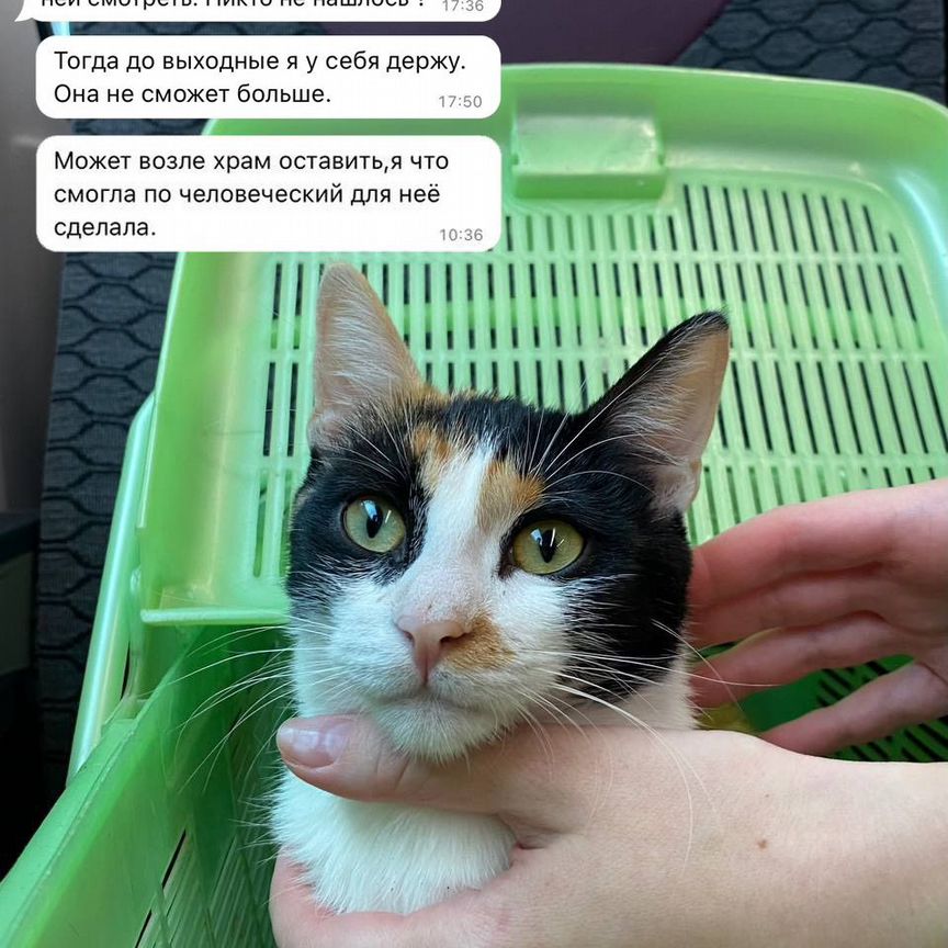 Несколько дней на поиск дома или передержки