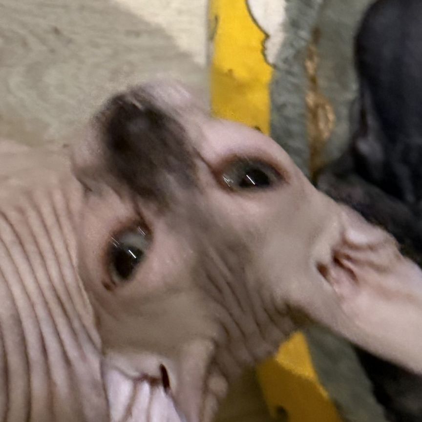 Канадский сфинкс котёнок