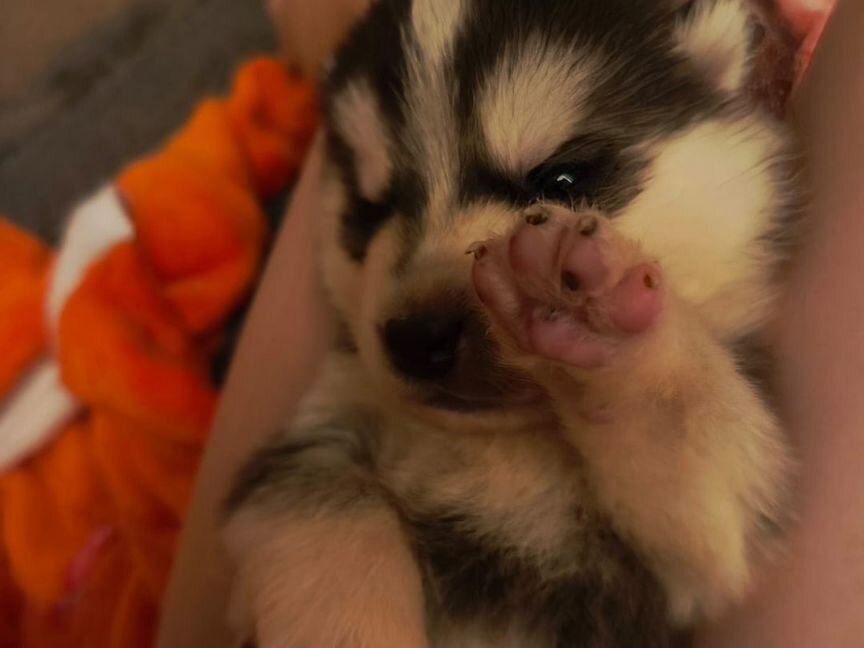 Щенок лахаски