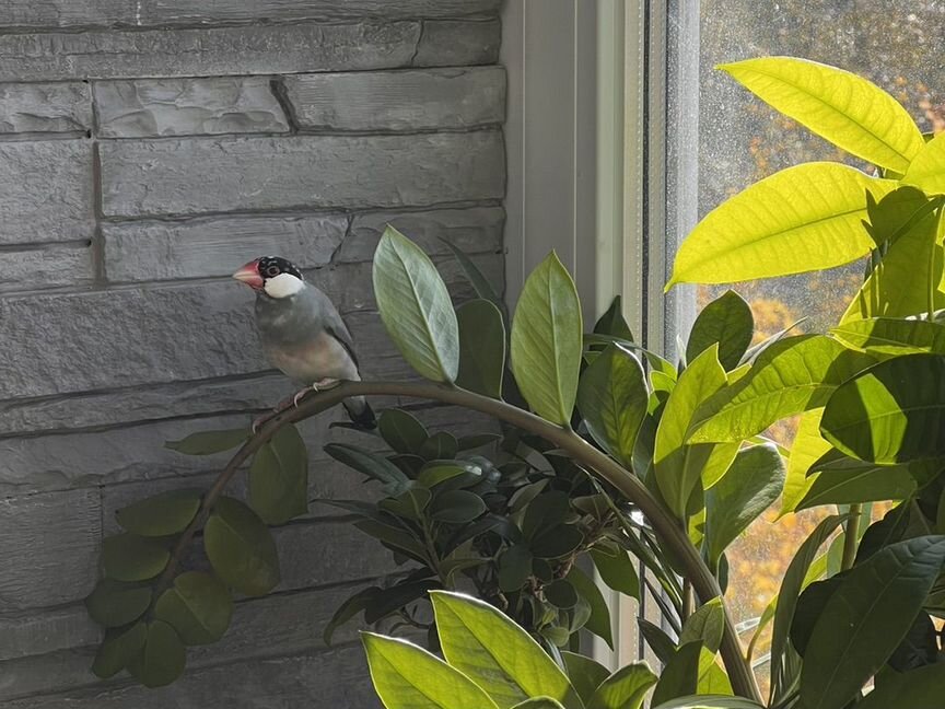 Рисовые амадины девочка