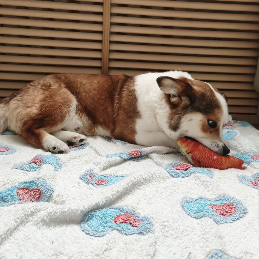 Взрослый пёс в добрые руки